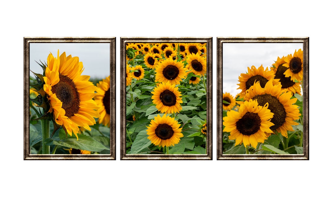 Sunflower Print Set of 3, Botanical Print, Printable Art, Minimalist ...