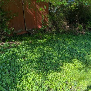 25 Wild Violet Seeds (viola Sororia) - Hardy Ground Cover, Edible ...