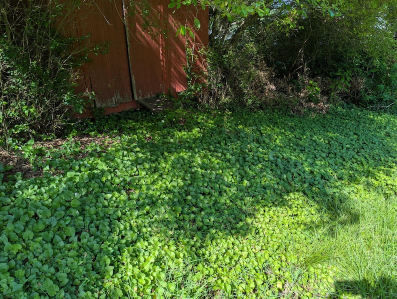 Wild Violet Seeds: Viola Sororia (woolly Violet) - Edible Perennial ...