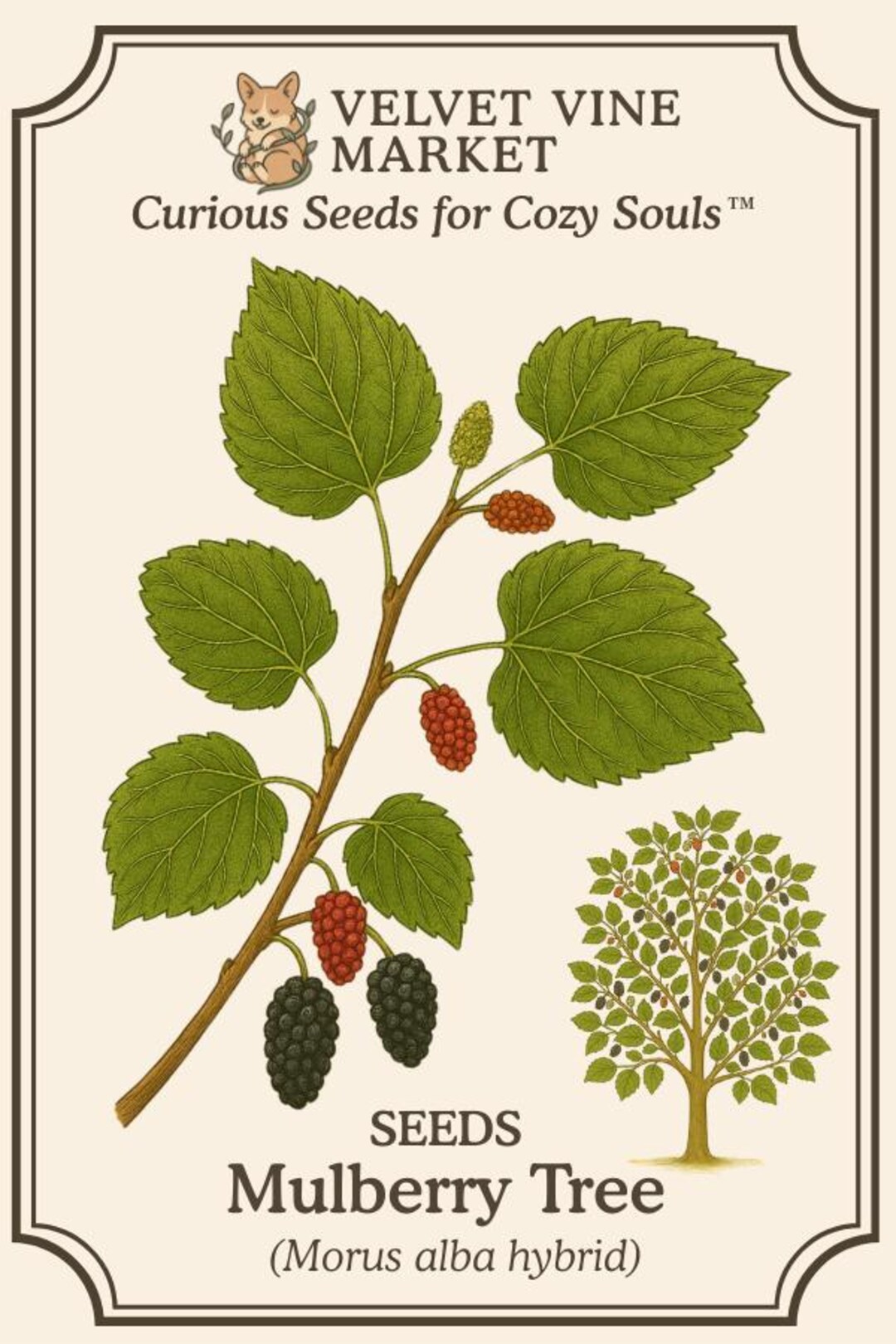 25 - Mulberry Tree (morus Alba Hybrid) Seeds, Edible Dark Berries - Etsy