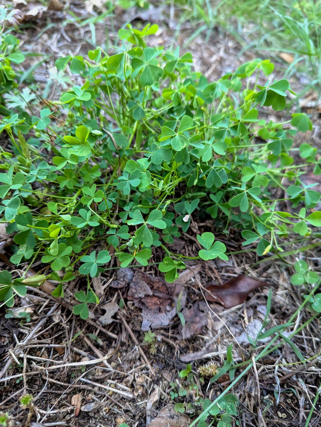 Wild Wood Sorrel Oxalis Spp. Seeds , Pollinators & Lawns, Ground Cover ...
