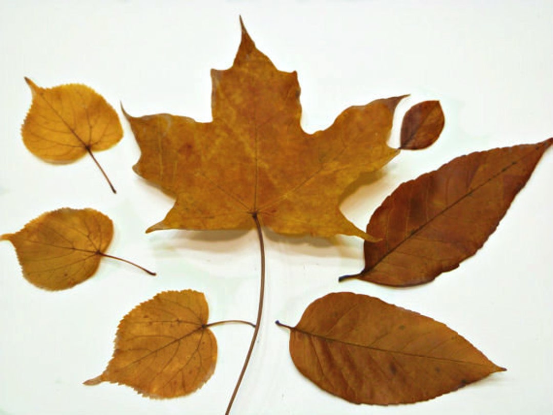 Buy Rustic Home Decor Real Autumn Fall Leaves for Woodland Wedding ...