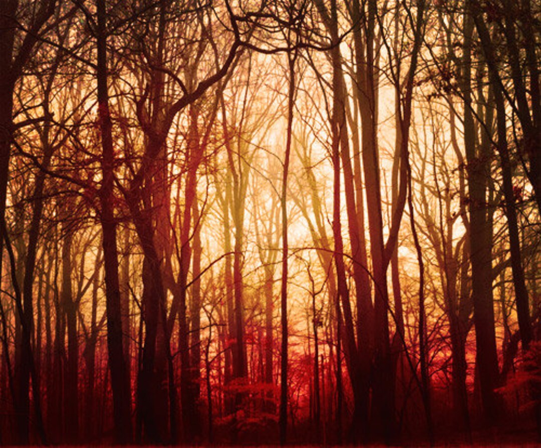 Fall Photography Landscape Red Forest Fog Woodland - Etsy