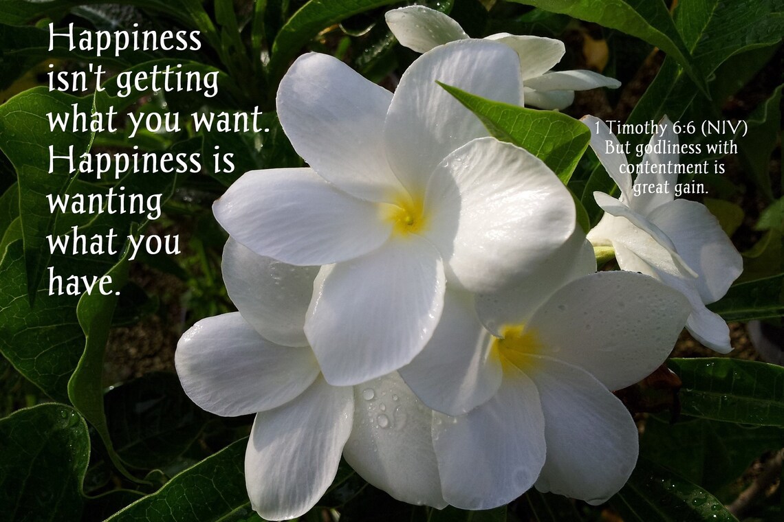 Contentment is Great Gain 1 Timothy 6:6 NIV White Flower - Etsy