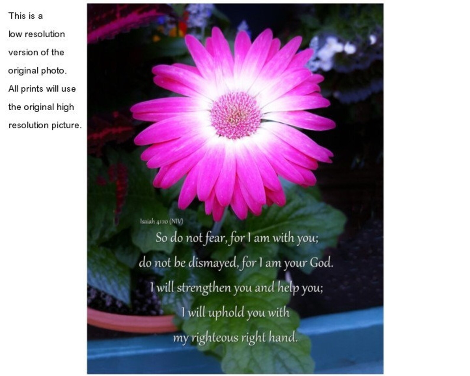 Do Not Fear. God Will Strengthen You Pink Daisy Scripture Art Isaiah 41 ...