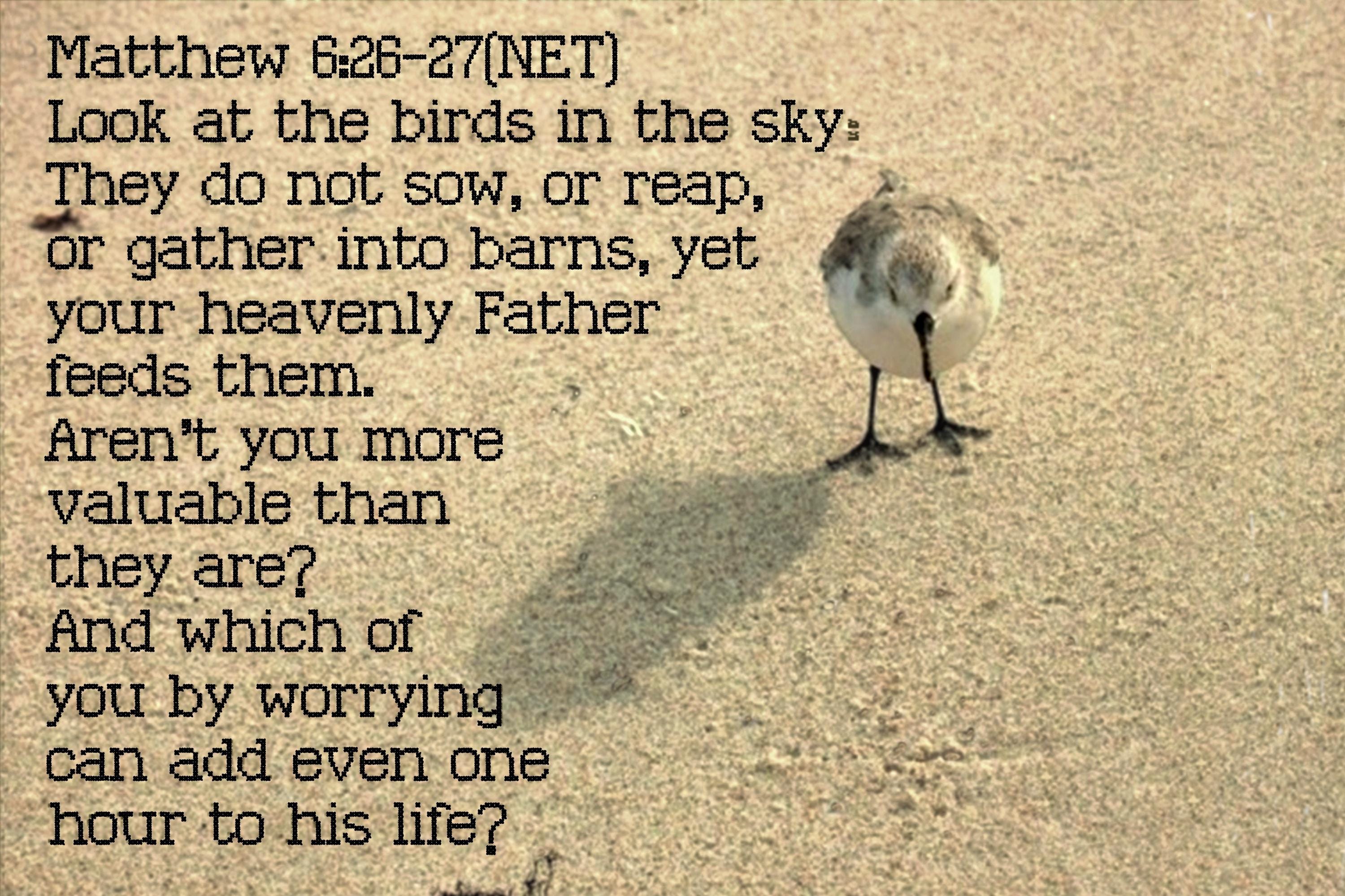 Do Not Worry - Beach Bird Scripture Art - Matthew 6:26-27 Select a Size ...