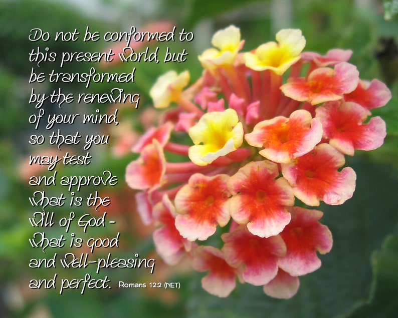 Be Transformed lantana Scripture Art Romans 12:2 8x10 Photo Matte ...