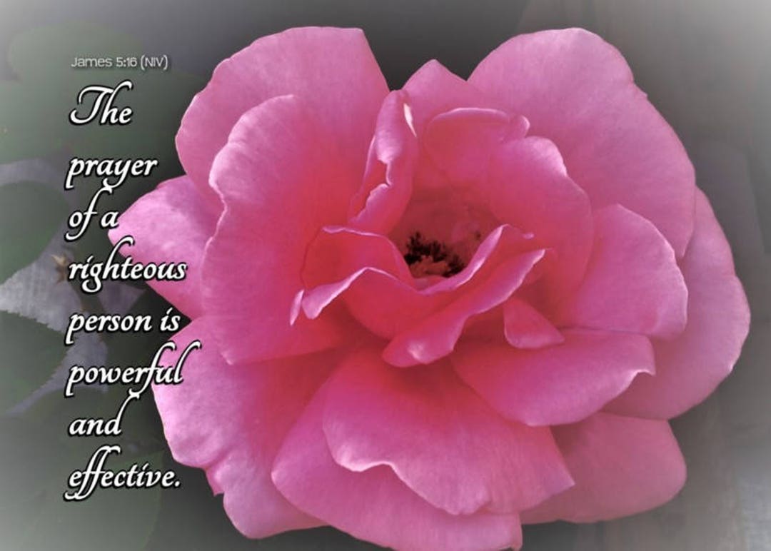 Pink Rose With Scripture James 5:16-the Prayer of a Righteous Person is ...