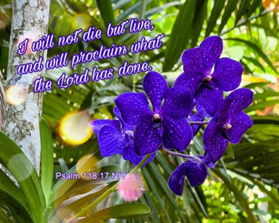 Live and Proclaim What the Lord Has Done - Psalm 118:17 NIV - Scripture ...