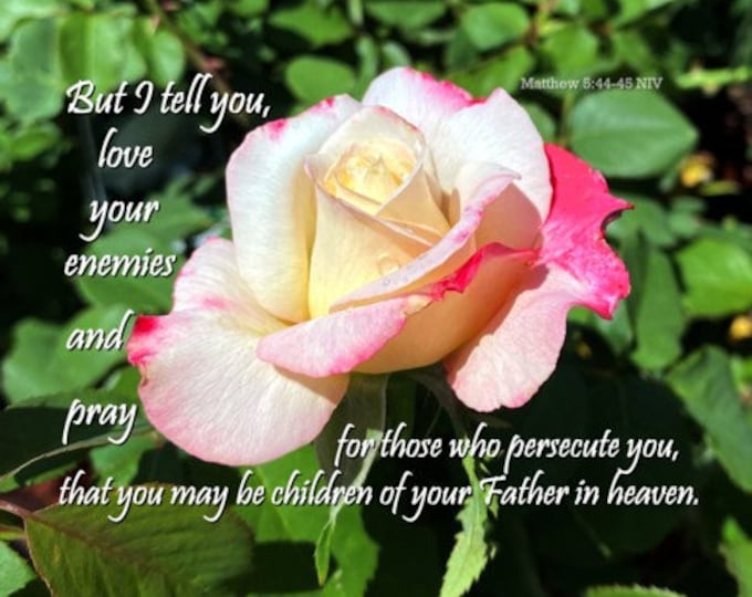 Pray for Your Enemies - Scripture Art - Matthew 5:44-45 NIV - Pink and ...