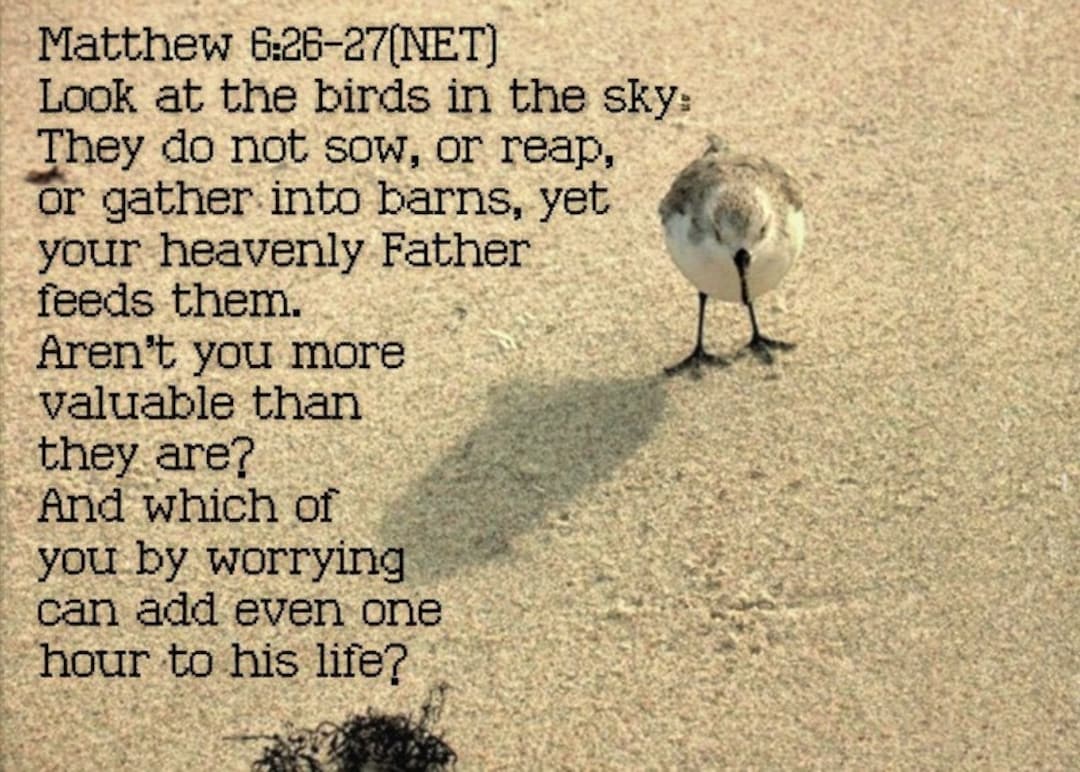 Do Not Worry - Beach Bird Scripture Art - Matthew 6:26-27 Select a Size ...