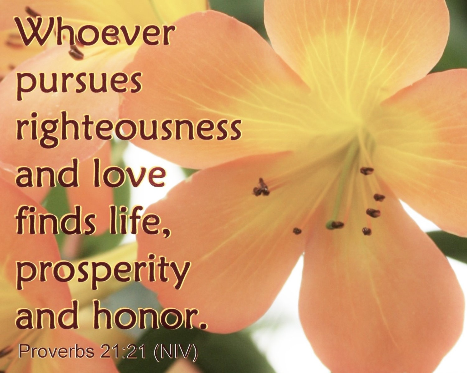 Proverbs 21:21 Pursue Righteousness Scripture Art Orange Flower Photo ...