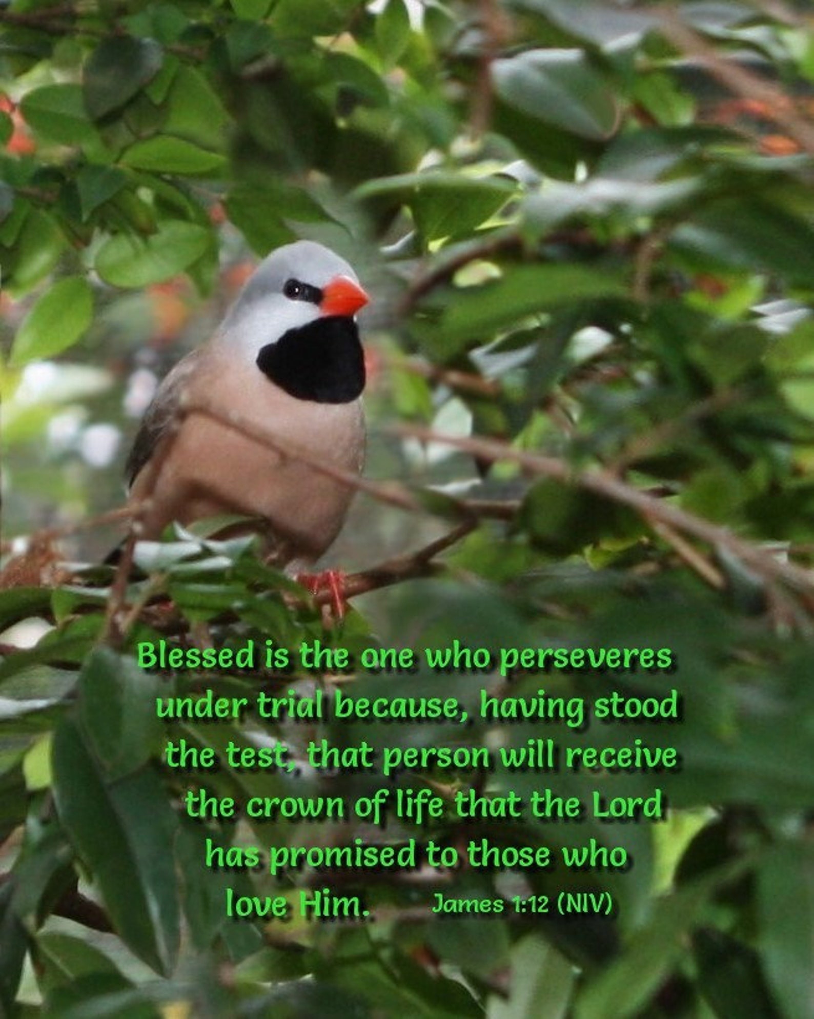 Blessing Scripture Art, Shafttail Finch With Scripture James 1:12 NIV ...
