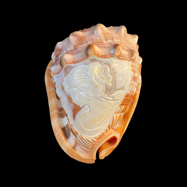 Large Conch Shell - Etsy