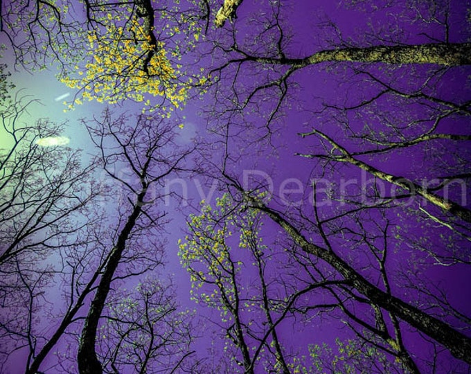 Violet Moonlight Woodland Enchantment Woods Fairy Forest - Etsy