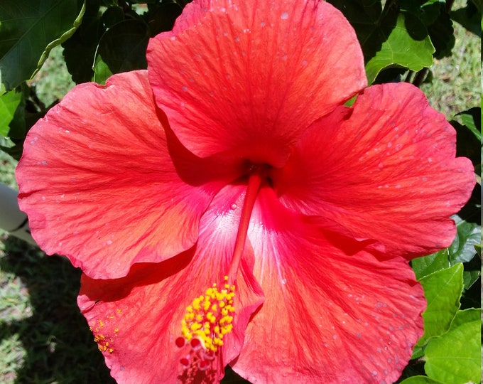 1 Large Hibiscus President Red Bush Tropical Live Plant in Plastic Pot ...