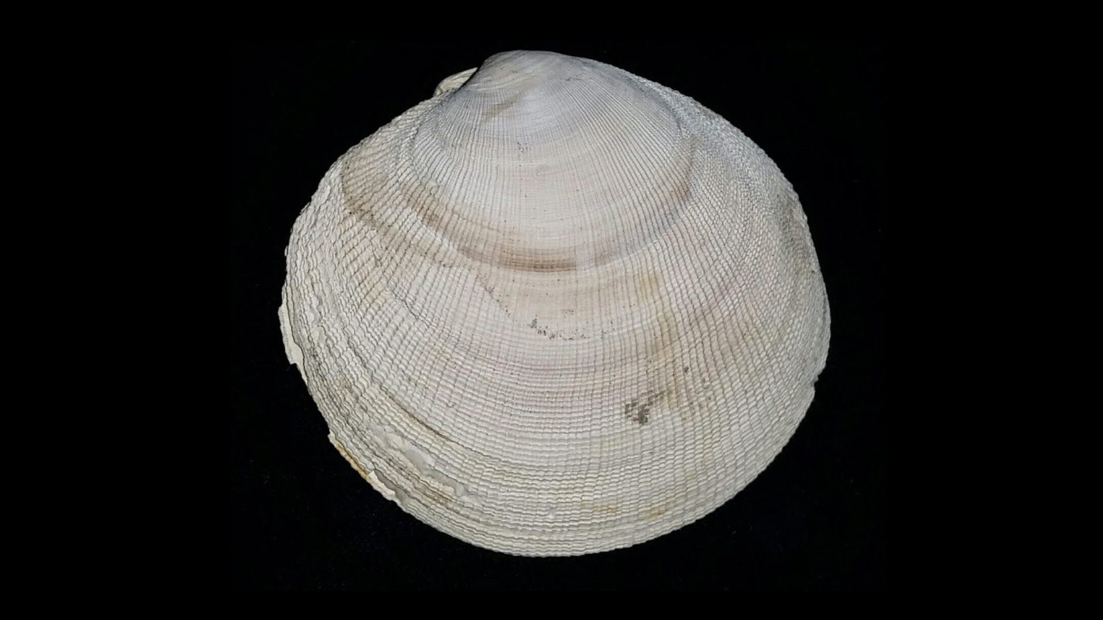 Codakia Orbicularis Aka Tiger Lucine Fossil / Fossilized Whole - Etsy