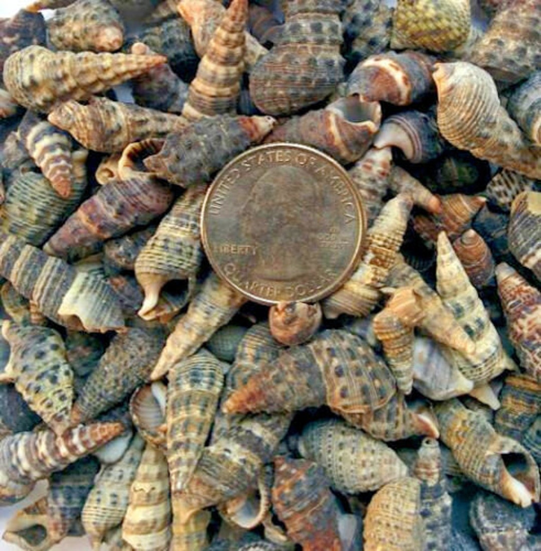 2 Oz Small Micro Sea Shells for Crafts Arts Wicca Sea Alters - Etsy