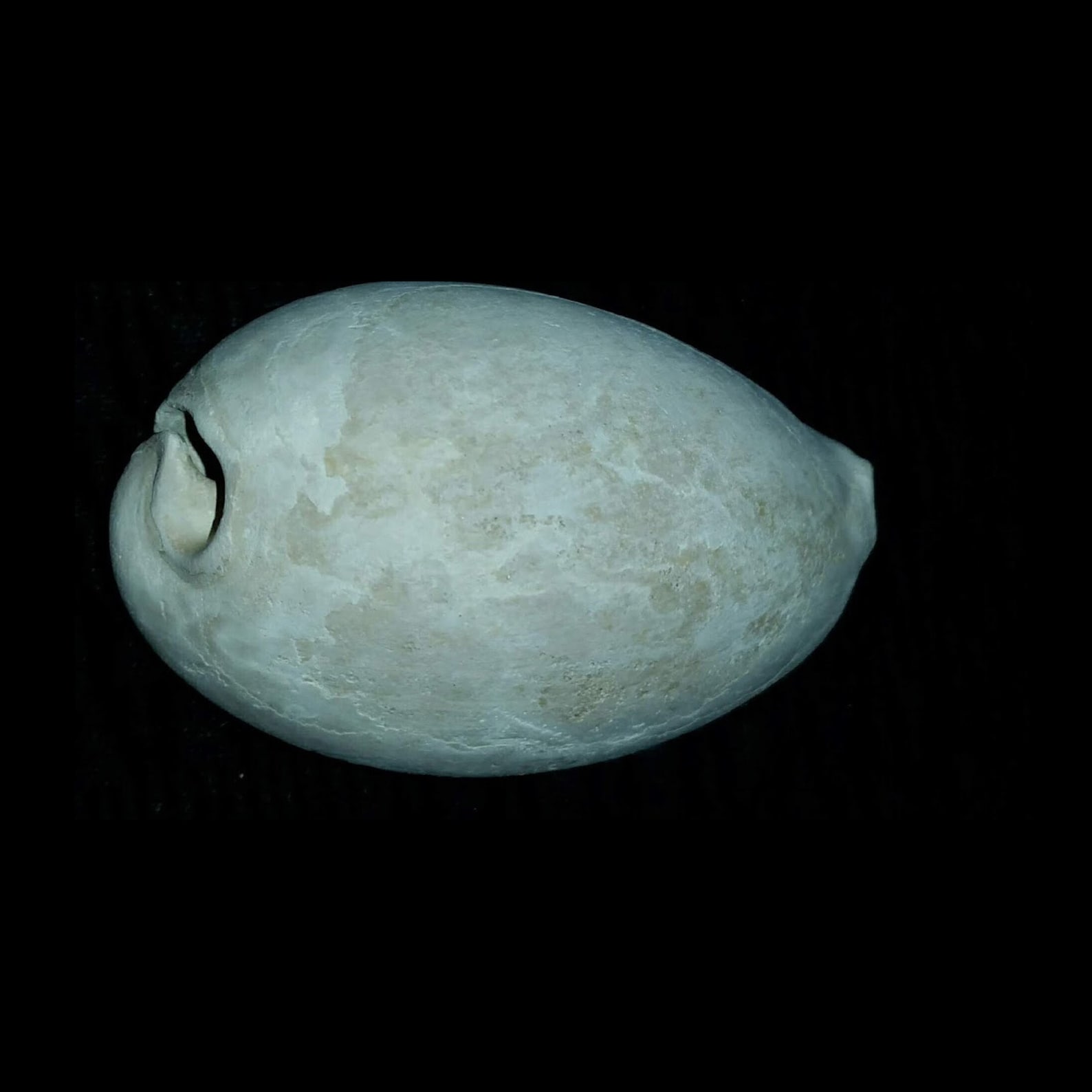 Florida Fossil Cypraea Cowrie Sea Shell All Natural Color - Etsy