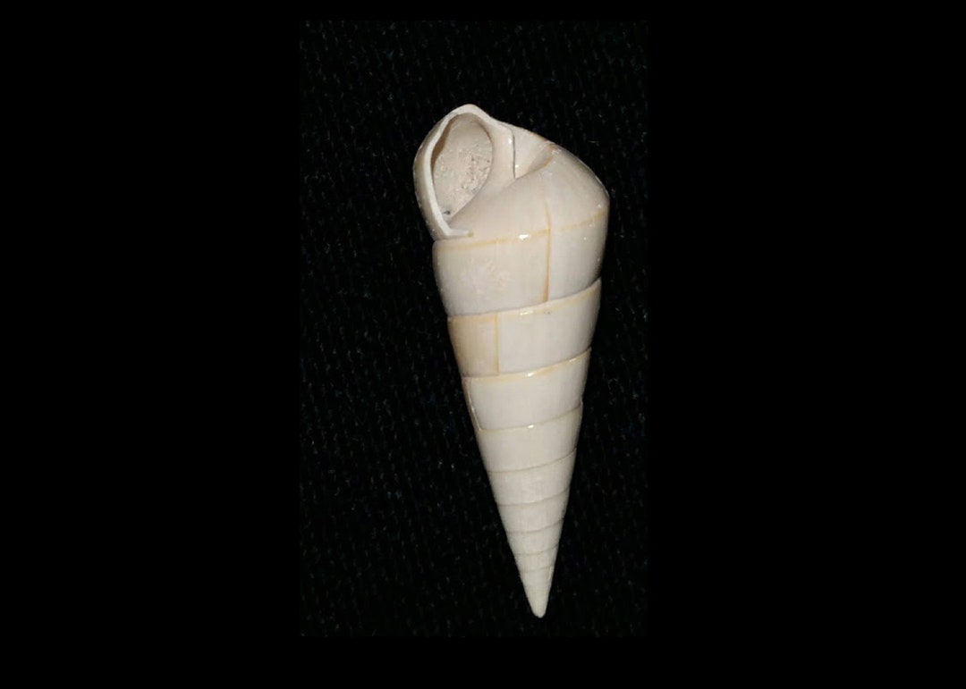 Sm Extinct Niso Willcoxiana Fossil / Fossilized Gastropod Mollusk Sea ...