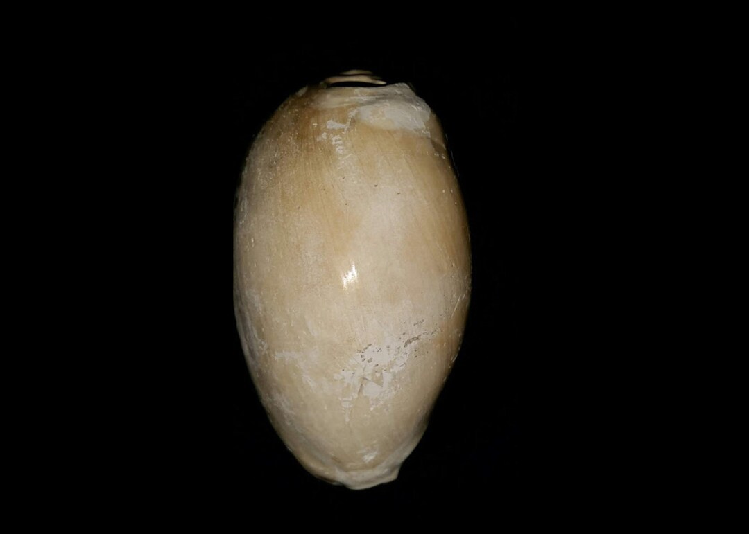 Florida Fossil Cypraea Cowrie Sea Shell Gastropod Mollusk Sea Shells ...