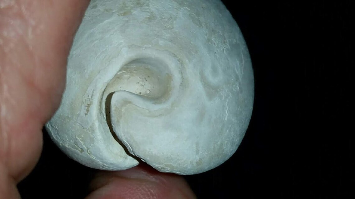 Florida Fossil Cypraea Cowrie Sea Shell All Natural Color - Etsy