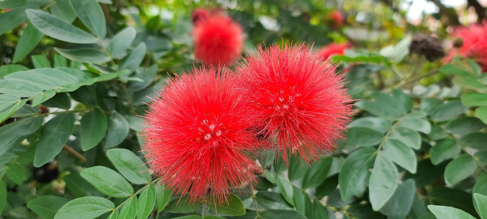 Red powder puff store