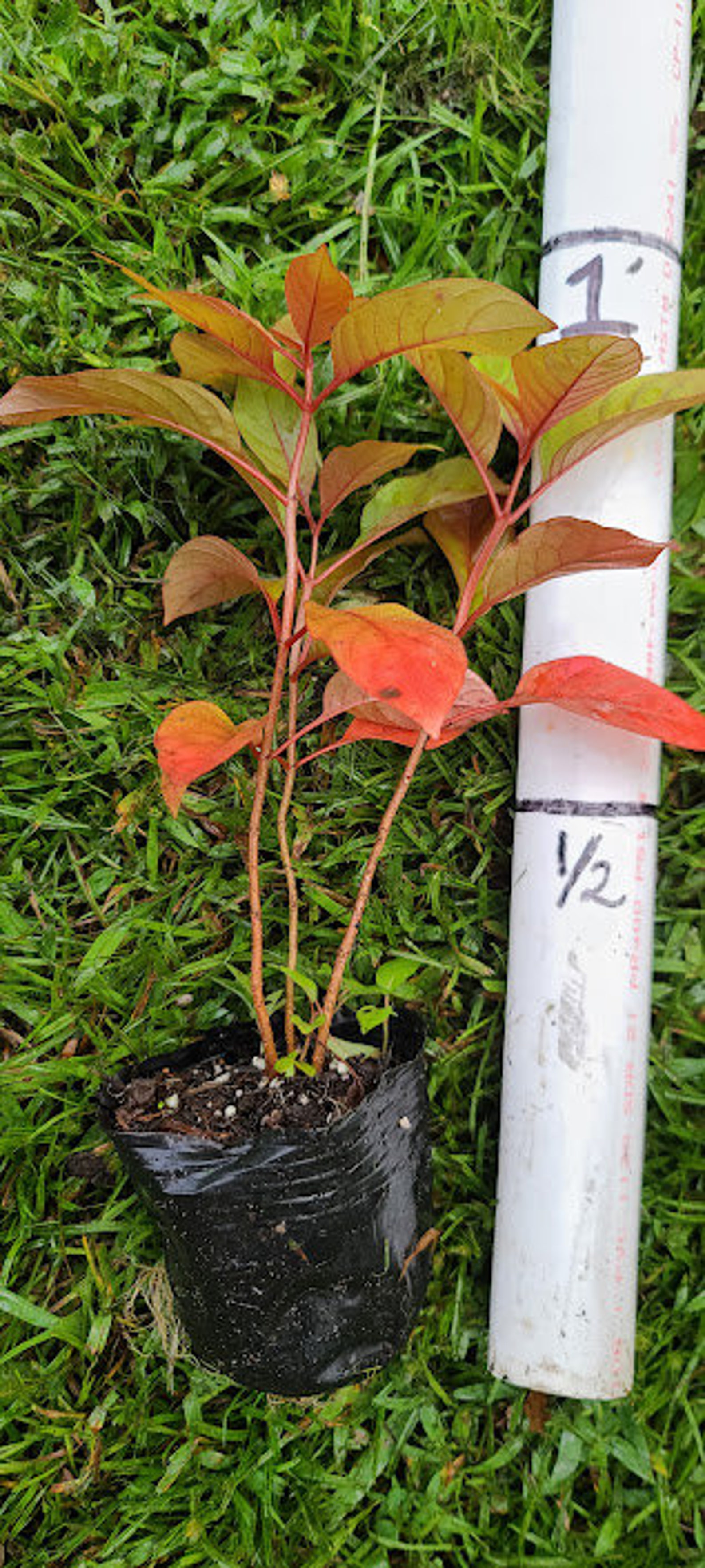 Firebush Plant 1 Firebush Tropical Yellow Orange Flowers - Etsy