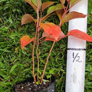 Firebush Plant 1 Firebush Tropical Yellow Orange Flowers - Etsy