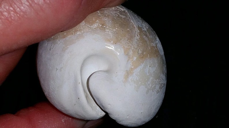 Florida Fossil Cypraea Cowrie Sea Shell Gastropod Mollusk Sea - Etsy