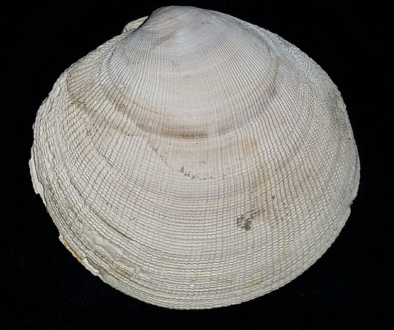 Codakia Orbicularis Aka Tiger Lucine Fossil / Fossilized Whole - Etsy