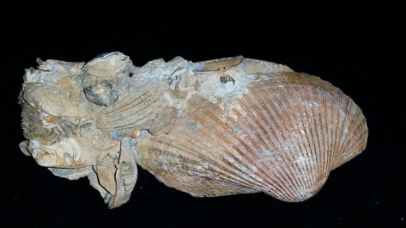 Florida Fossil / Fossilized Natural Matrix Bed Sculpture Plate - Etsy