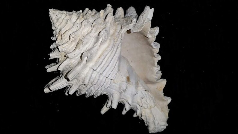 Large Florida Fossilized / Fossil Vase Sea Shell Fossilized - Etsy