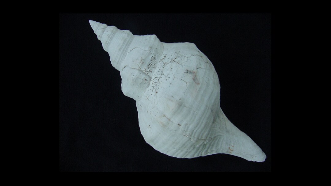 Florida Fossil Horse Conch Triplofusus Giganteus Sea Shell All Natural ...