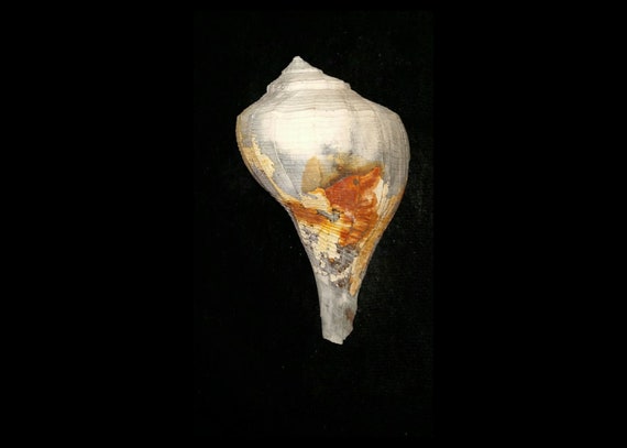 Small Florida Fossil Whelk Sea Shell All Natural Fossilized - Etsy