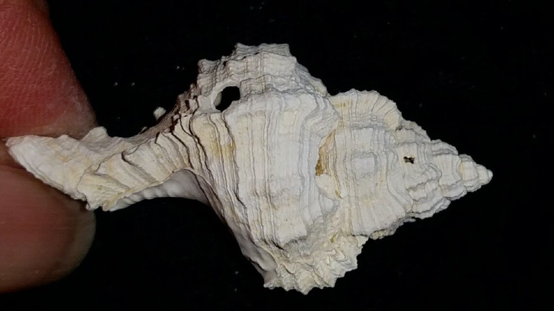 Fossil /fossilized Florida Muricidae Murex Gastropod Mollusk - Etsy