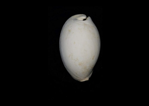 Florida Fossil Cypraea Cowrie Sea Shell Gastropod Mollusk Sea | Etsy