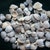 Large 7+ Inch Florida Fossil Whelk Sea Shell All Natural Fossilized ...