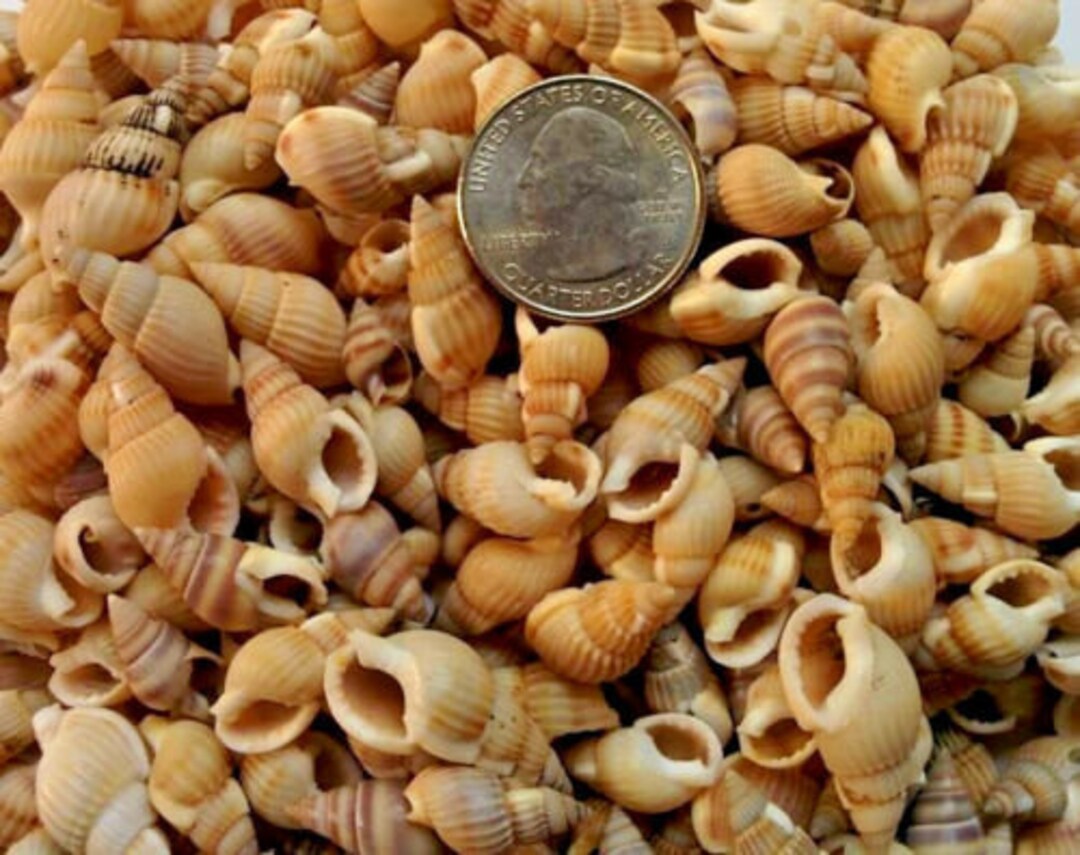 2 Oz Small Micro Sea Shells for Crafts Arts Wicca Sea Alters Jewelry ...