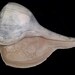 Large 7 Inch Florida Fossil Whelk Sea Shell All Natural - Etsy