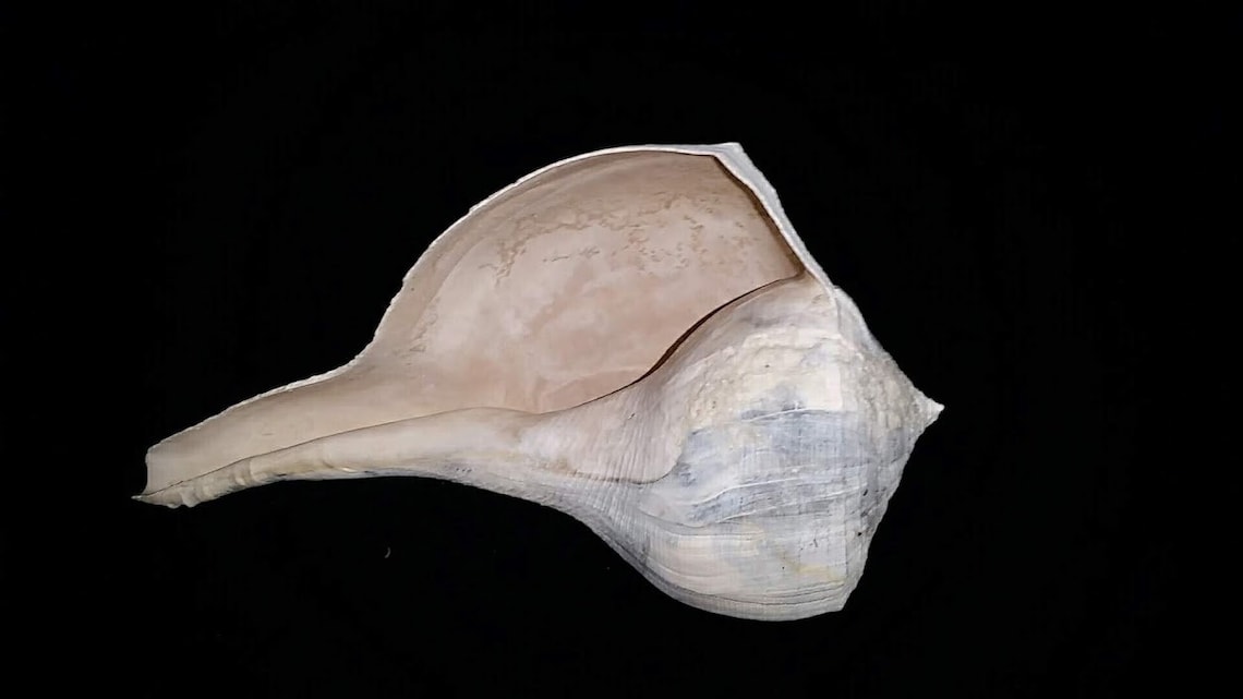 Large 7 Inch Florida Fossil Whelk Sea Shell All Natural | Etsy