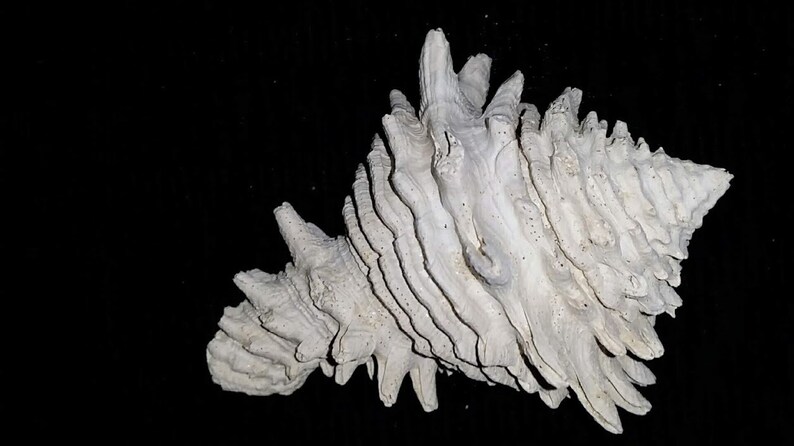 Large Florida Fossilized / Fossil Vase Sea Shell Fossilized - Etsy