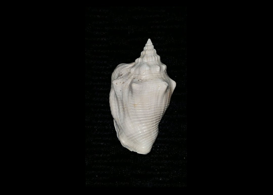 Strombus Aldrichi Fossilized / Fossil Strombus Sea Shell - Etsy