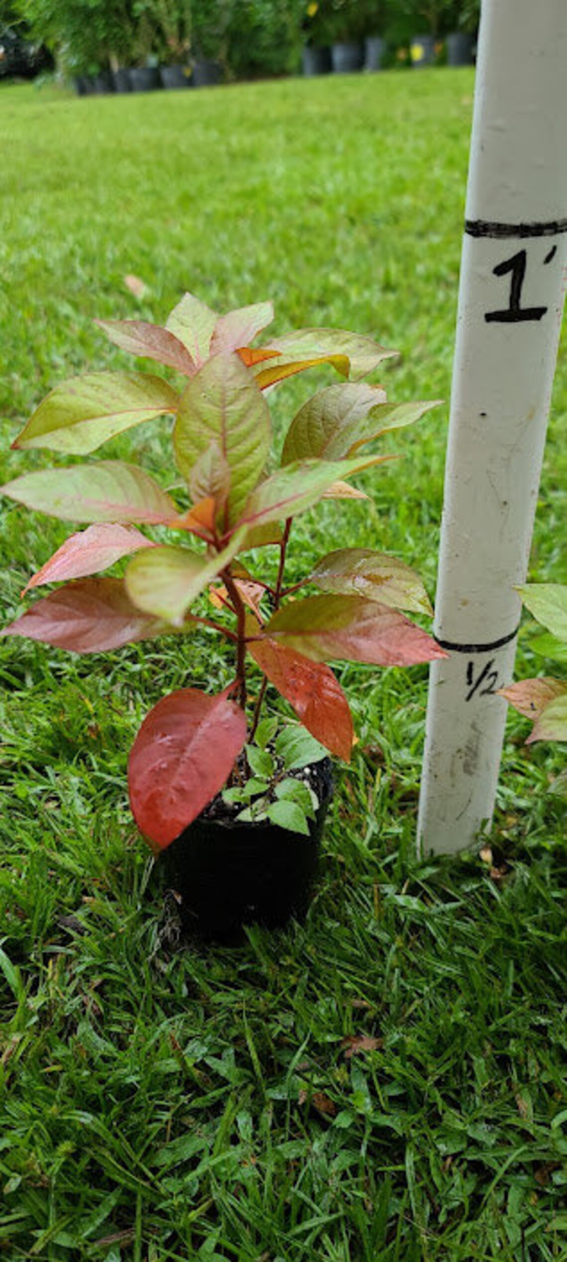 Firebush Plant 1 Firebush Tropical Yellow Orange Flowers - Etsy