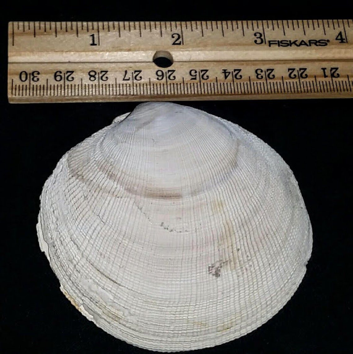 Codakia Orbicularis Aka Tiger Lucine Fossil / Fossilized Whole - Etsy