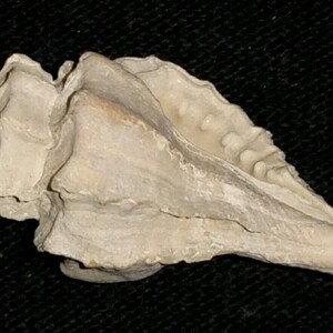 Fossil / Fossilized Eupleura Murex Florida Gastropod Sea Shell Mollusk ...