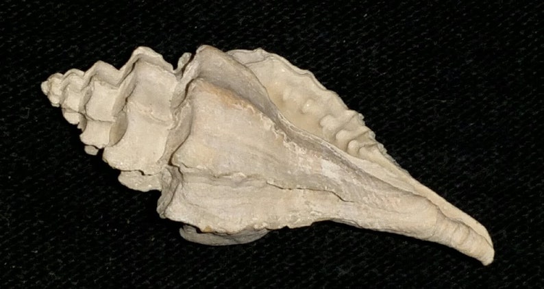 Fossil / Fossilized Eupleura Murex Florida Gastropod Sea Shell - Etsy