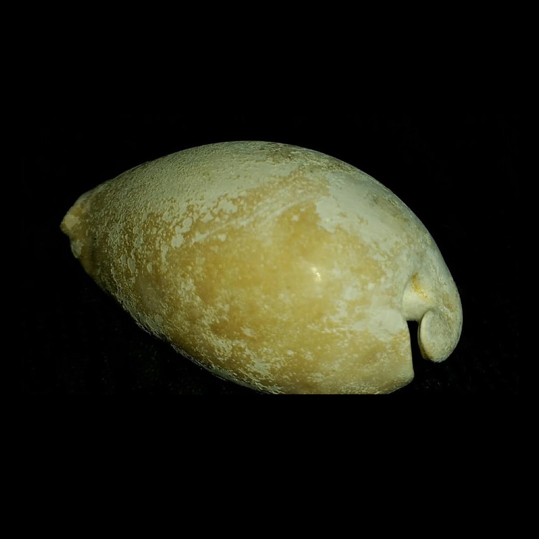 Florida Fossil Cypraea Cowrie Sea Shell All Natural Color Fossilized ...