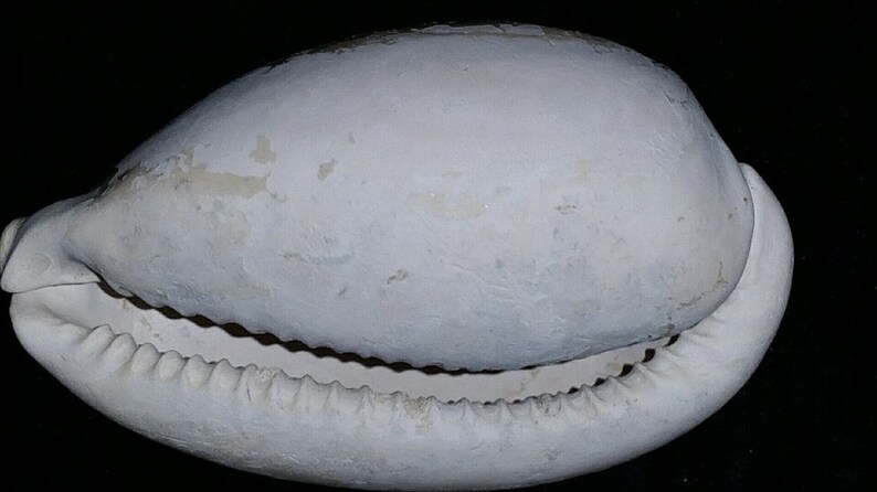 Florida Fossil Cypraea Cowrie Sea Shell Gastropod Mollusk Sea - Etsy