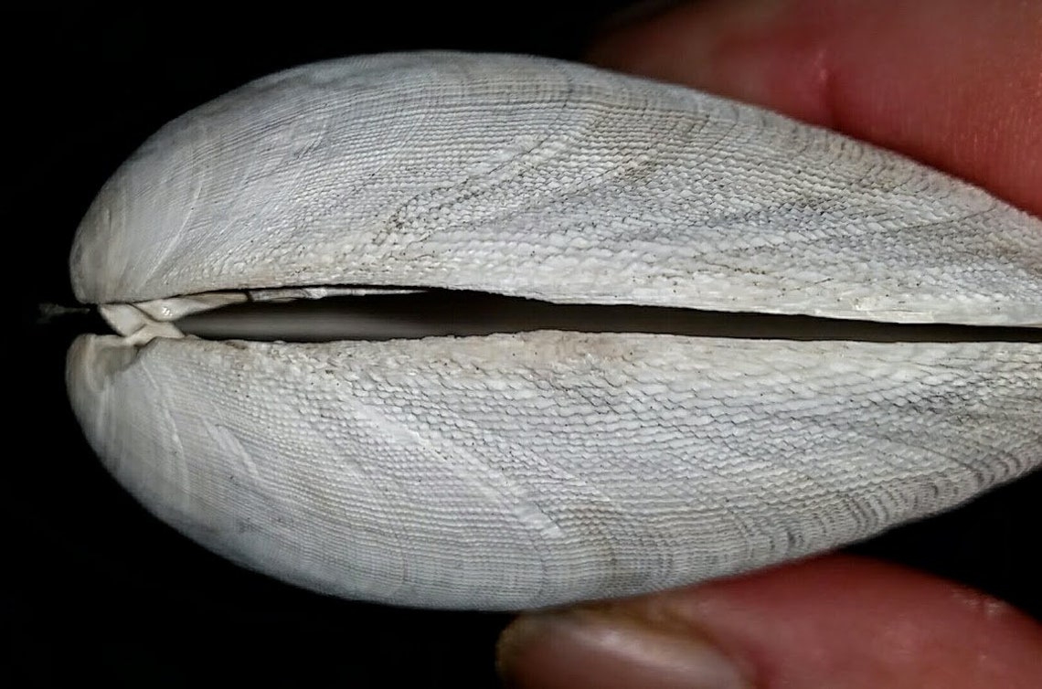 Codakia Orbicularis Aka Tiger Lucine Fossil / Fossilized Whole - Etsy